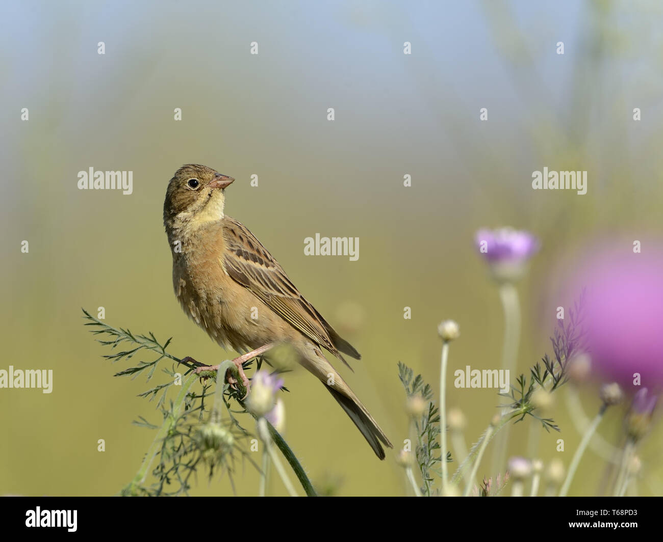 Ortolan buntings hi-res stock photography and images - Alamy