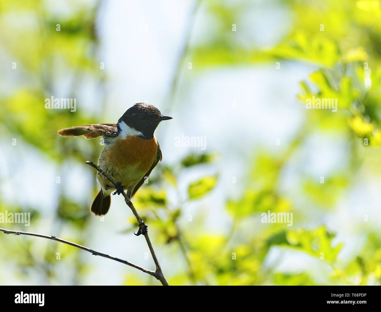 Common stonechat, Saxicola torquatus Stock Photo - Alamy