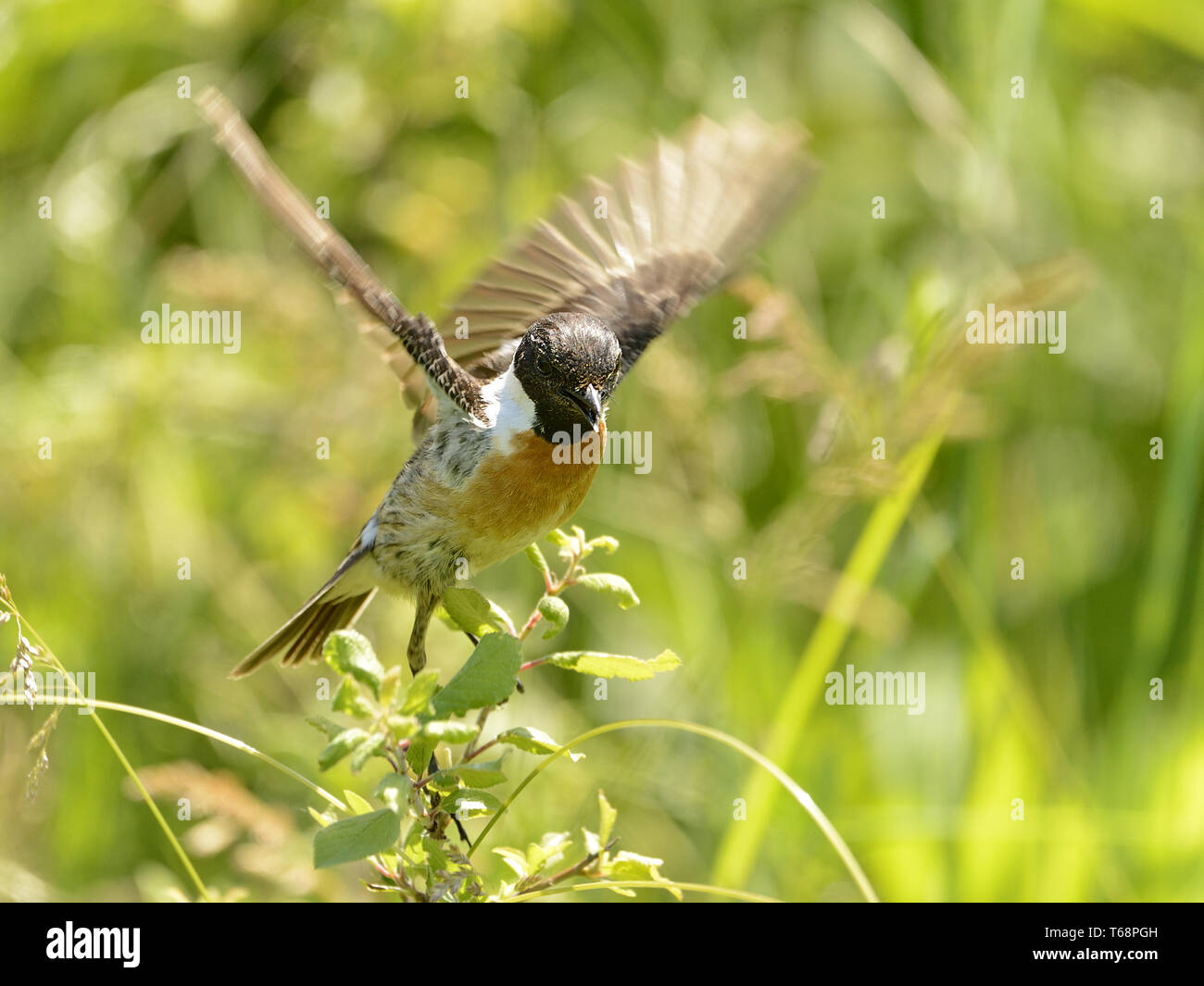 Common stonechat, Saxicola torquatus Stock Photo - Alamy