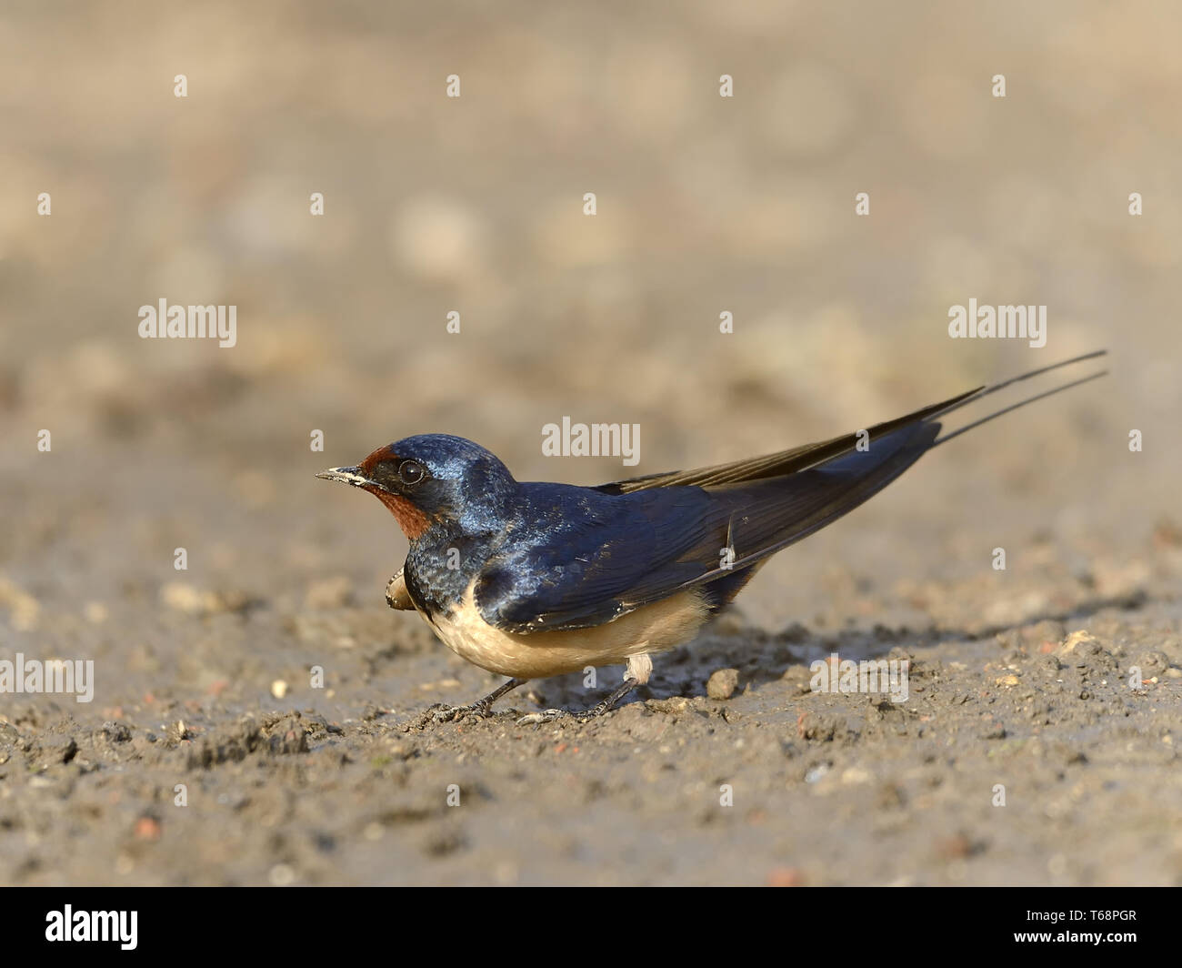 Barn Swallow Birds High Resolution Stock Photography and Images - Alamy