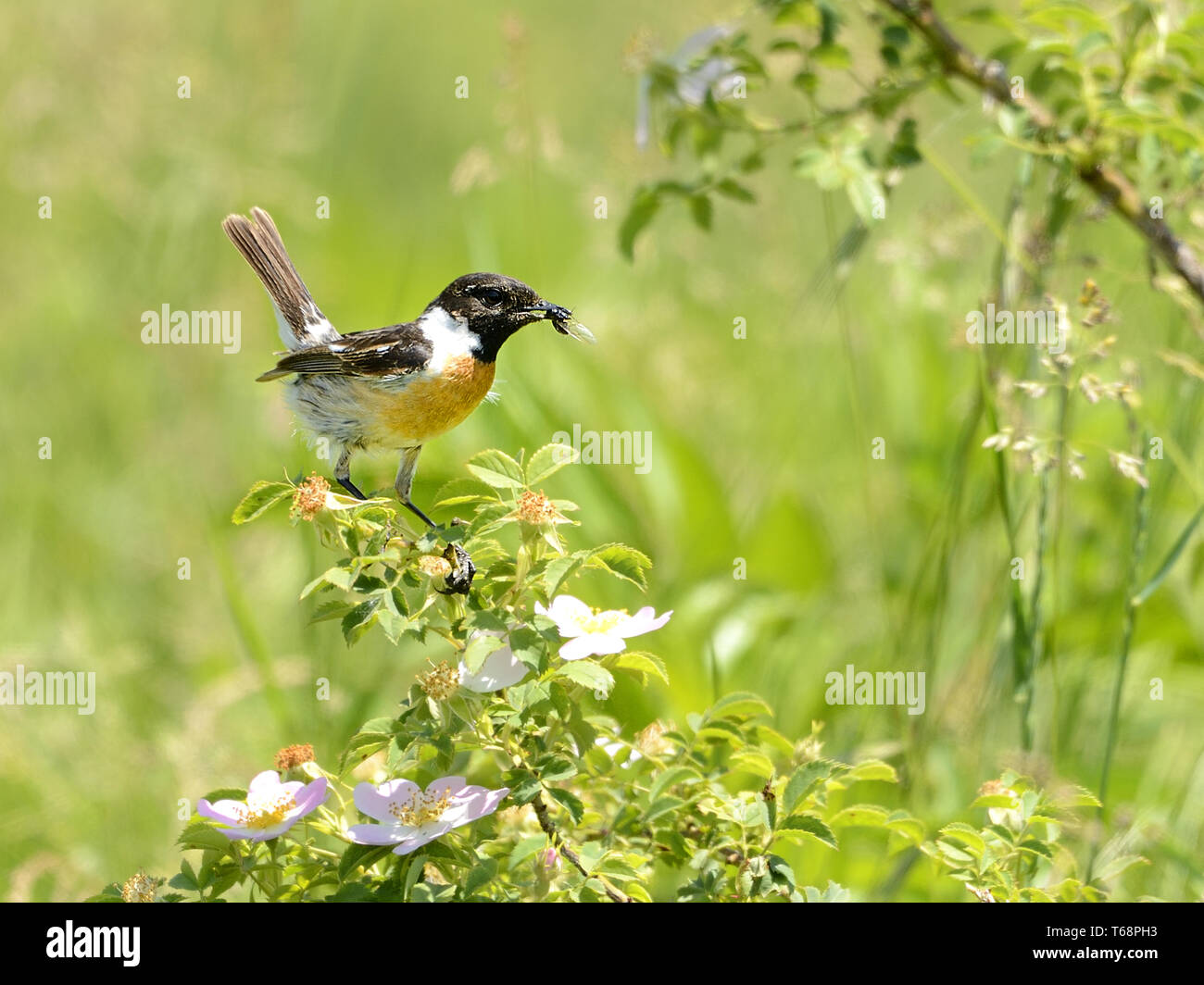 Common stonechat, Saxicola torquatus Stock Photo - Alamy