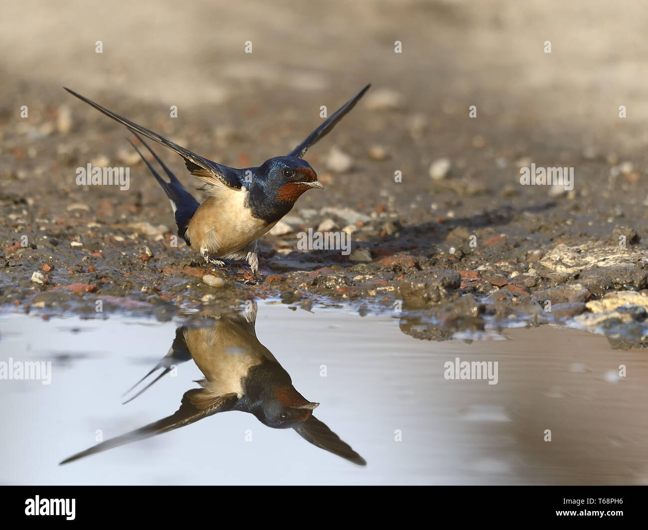 eurasian barn swallow, Hirundo rustica Stock Photo - Alamy