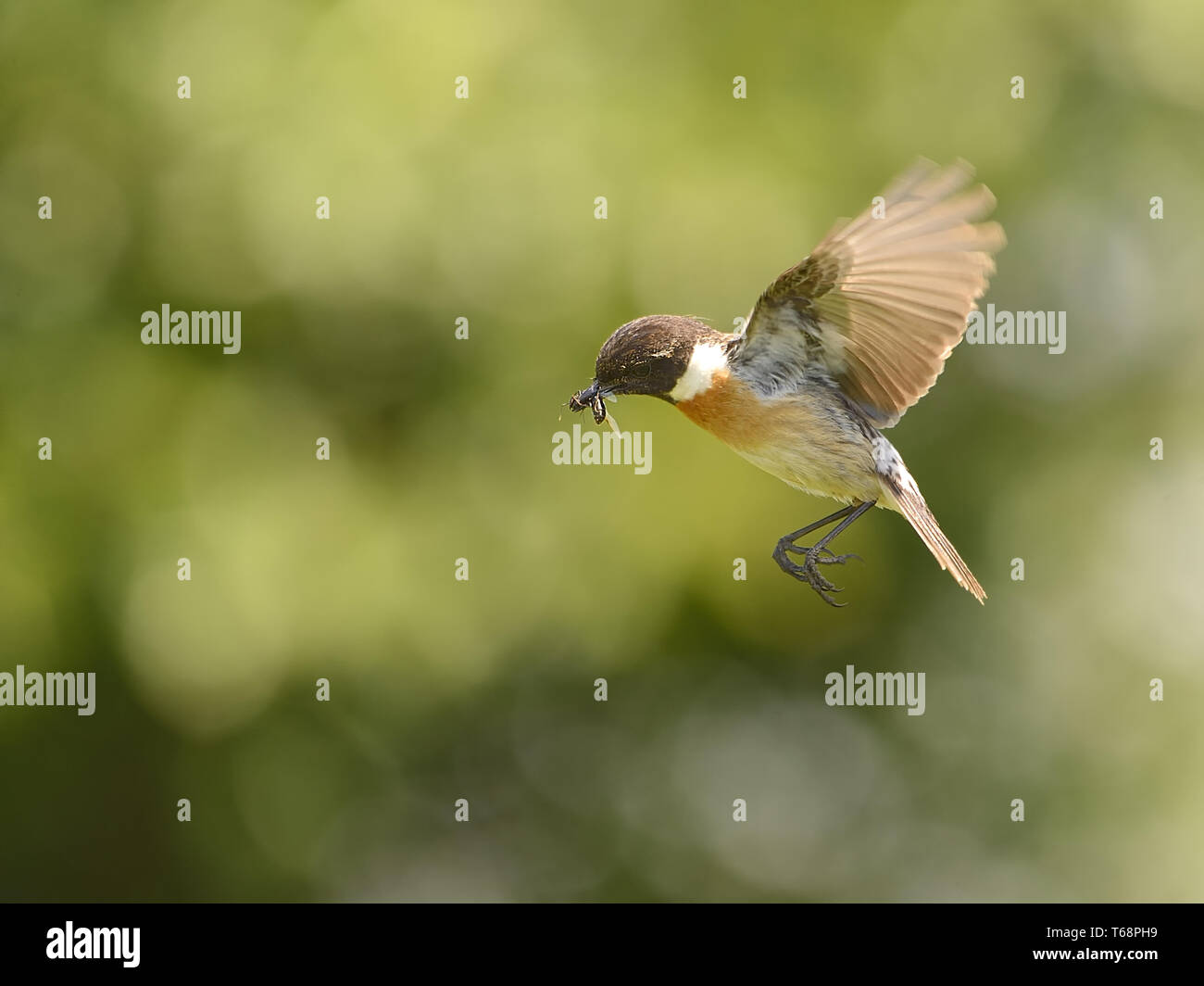 Common stonechat, Saxicola torquatus Stock Photo - Alamy