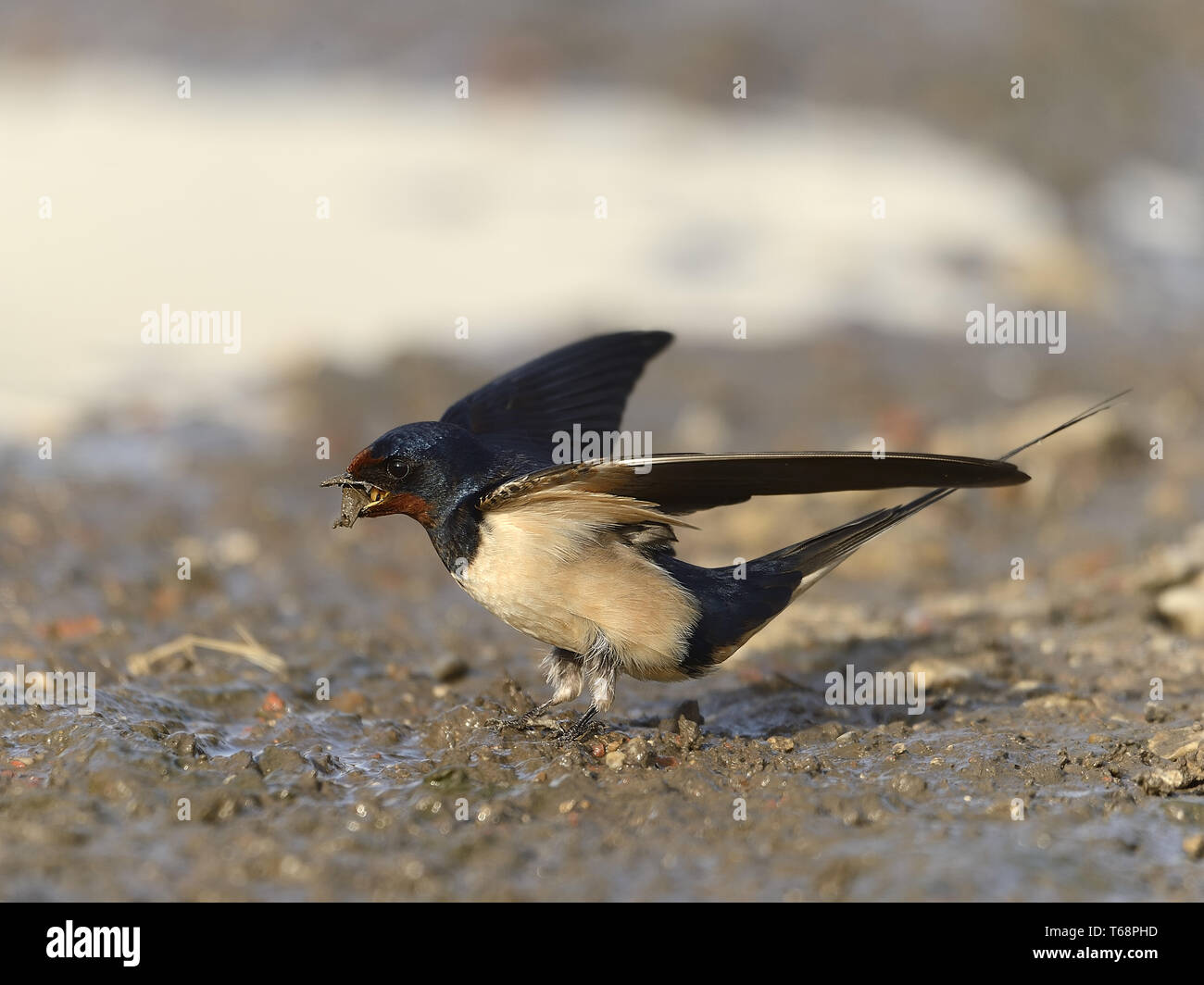 Barn swallow birds hi-res stock photography and images - Alamy