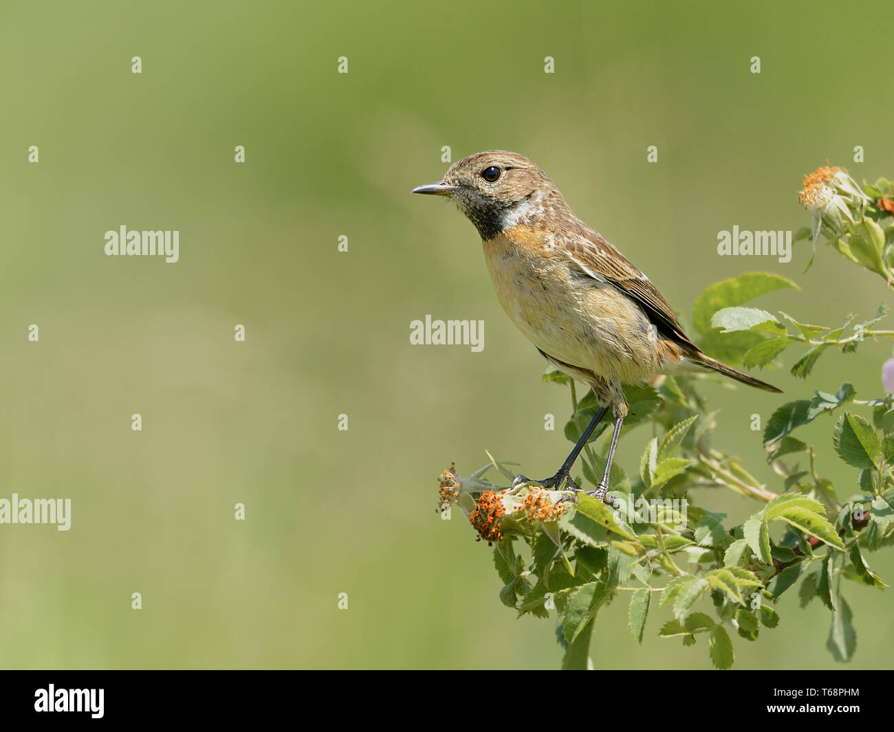 Common stonechat, Saxicola torquatus Stock Photo - Alamy