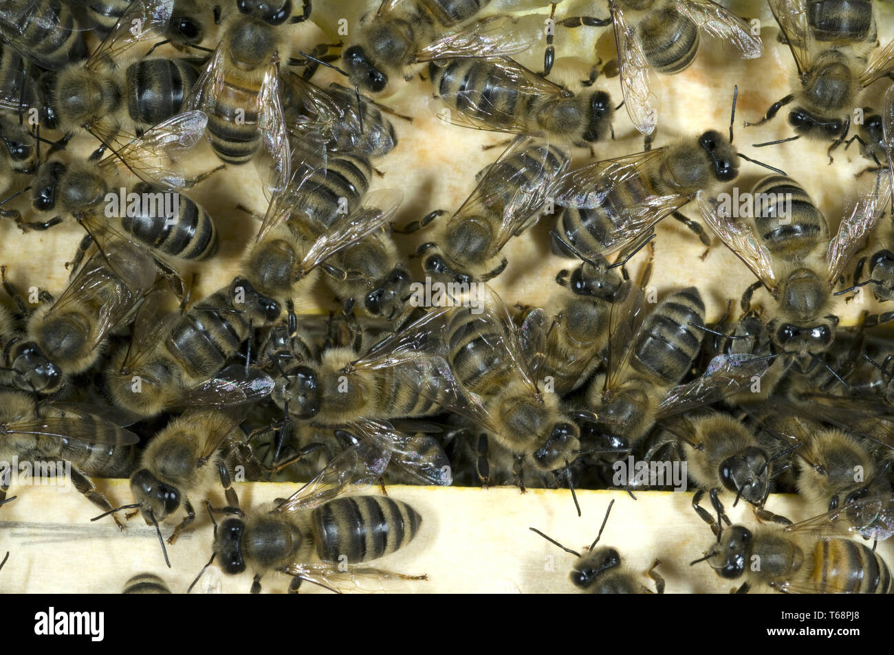 honey bees (Apis mellifica) at the Beehive Stock Photo - Alamy