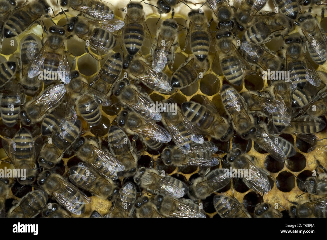 honey bees (Apis mellifica) at the Beehive Stock Photo - Alamy