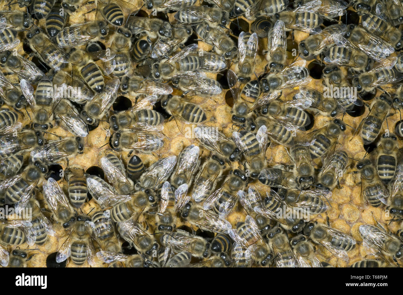 honey bees (Apis mellifica) at the Beehive Stock Photo - Alamy