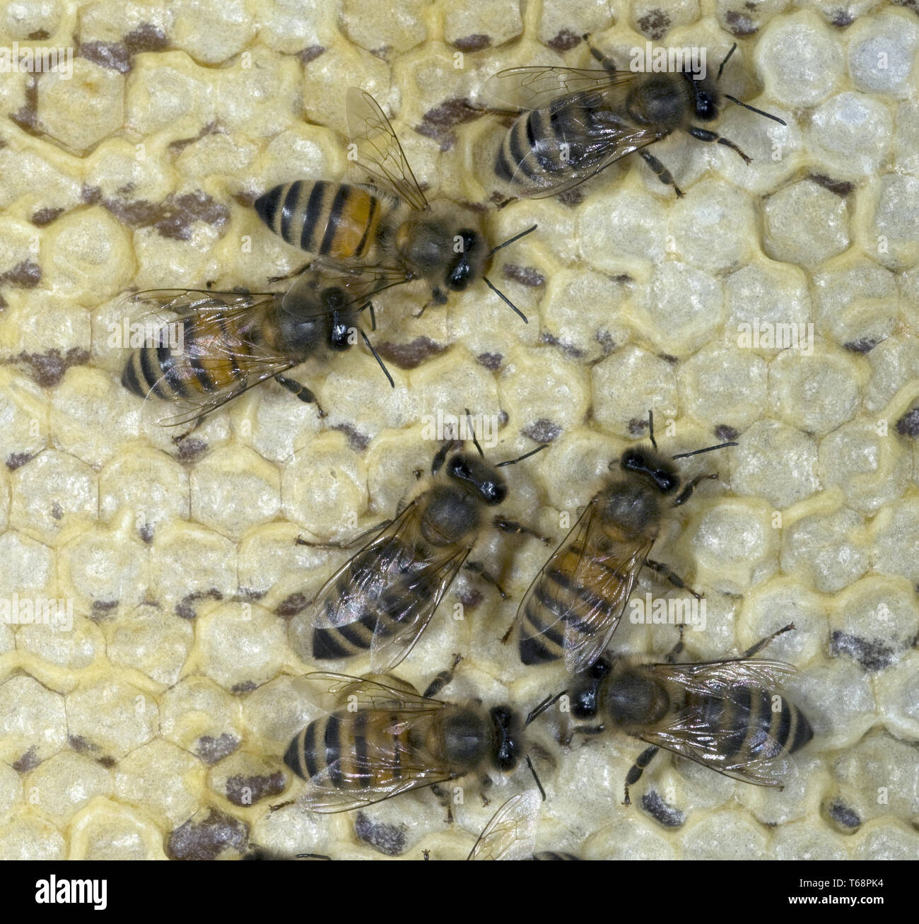 honey bees (Apis mellifica) at the Beehive Stock Photo - Alamy