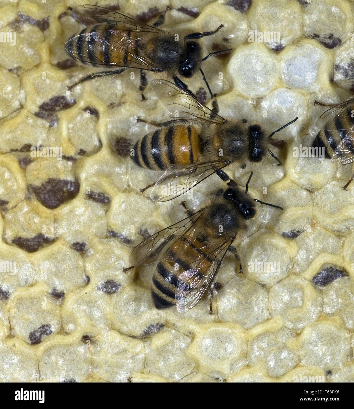 Bienenlarve hi-res stock photography and images - Alamy