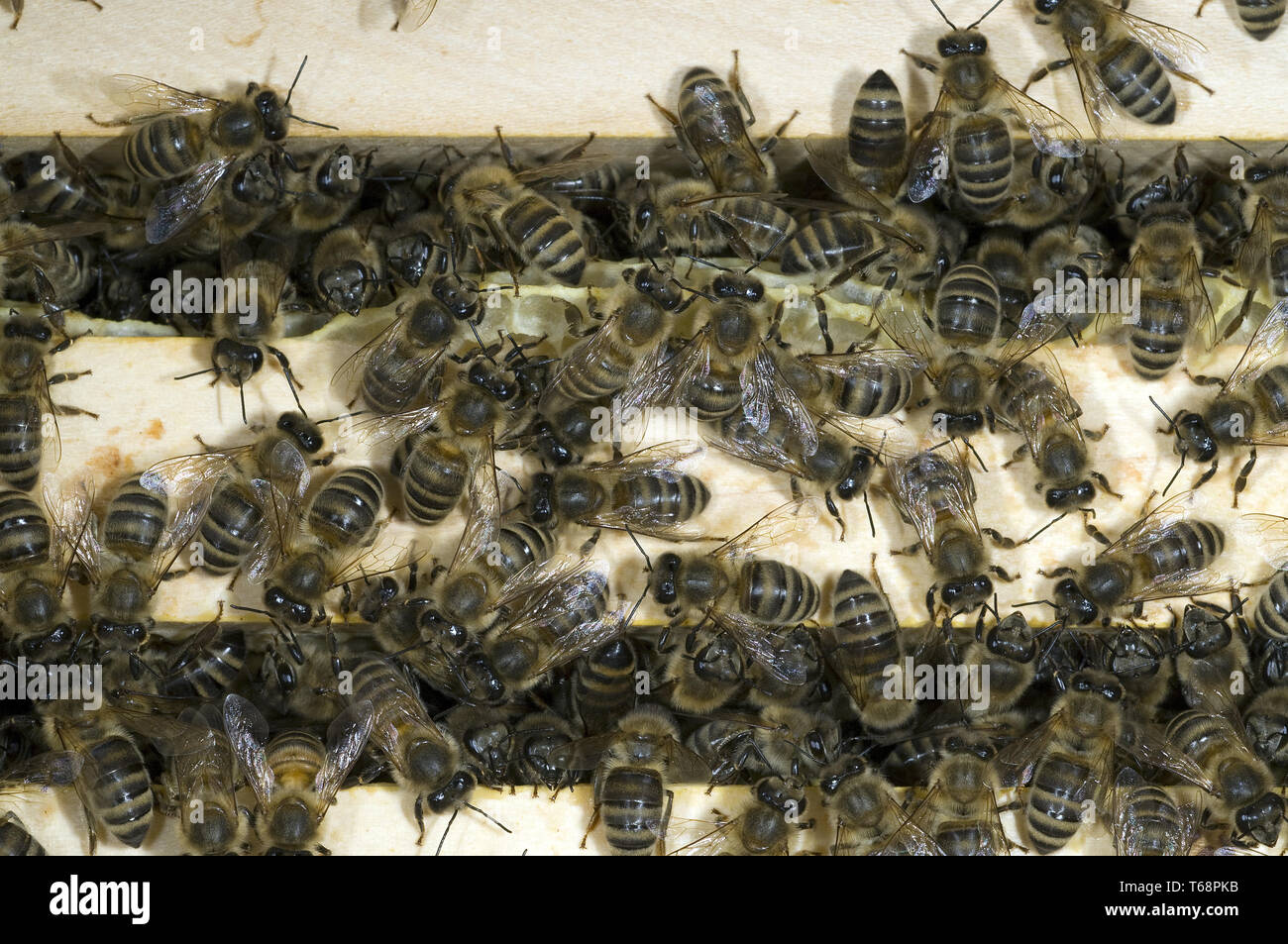 honey bees (Apis mellifica) at the Beehive Stock Photo - Alamy