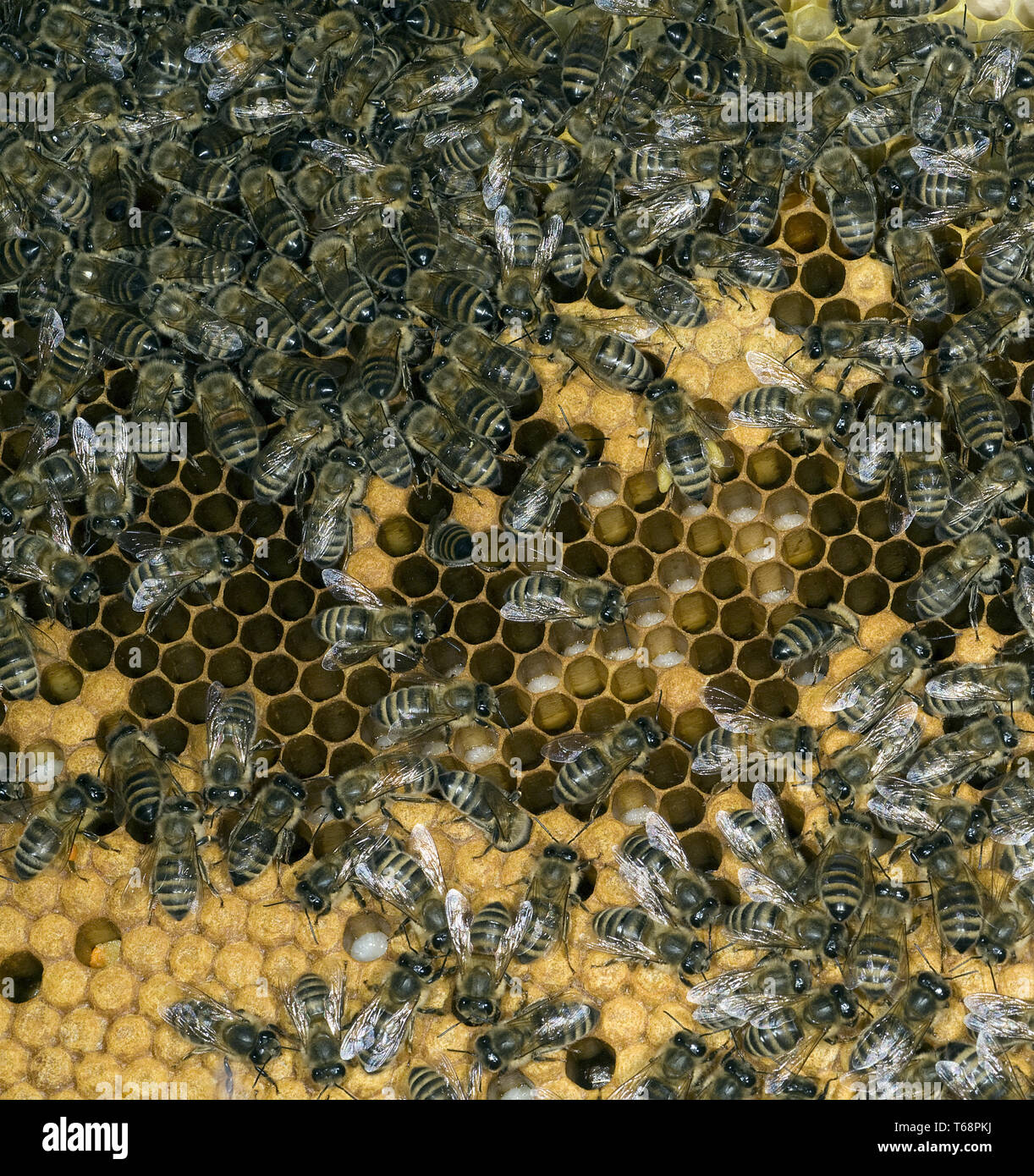 honey bees (Apis mellifica) at the Beehive Stock Photo - Alamy