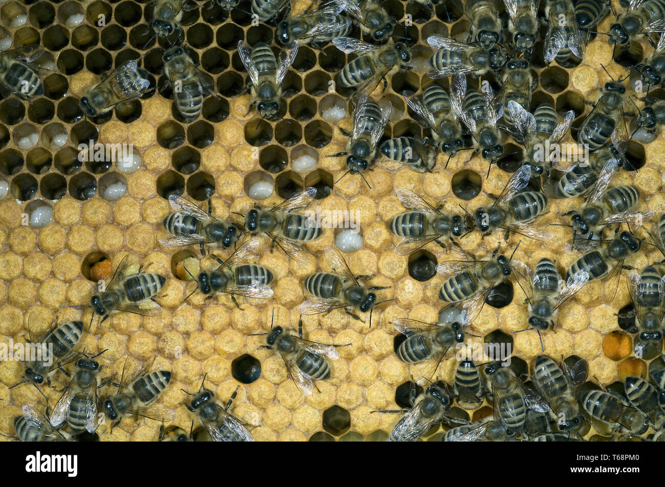 honey bees (Apis mellifica) at the Beehive Stock Photo - Alamy