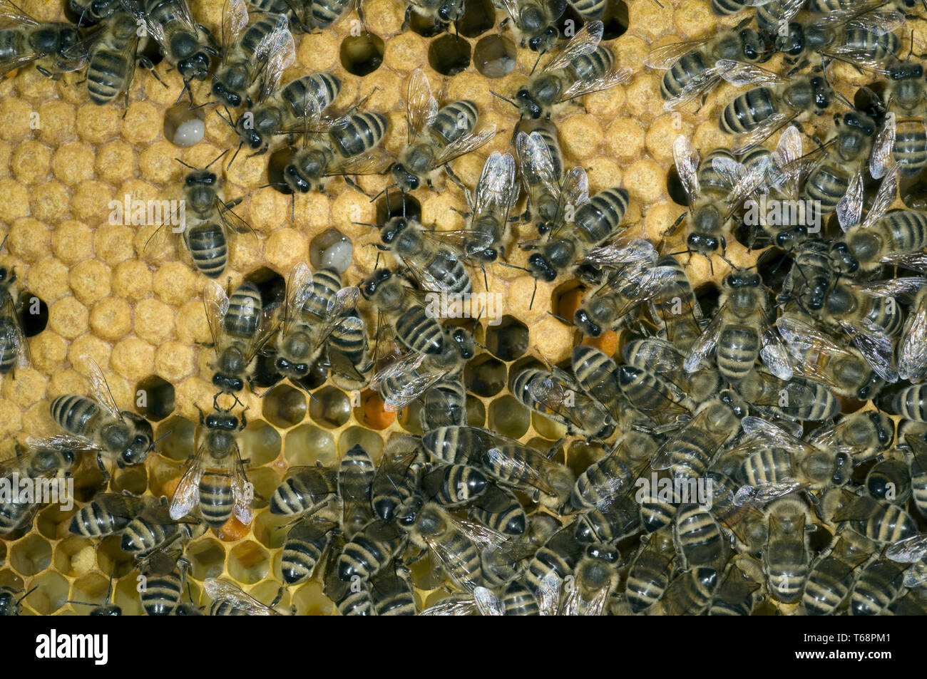 honey bees (Apis mellifica) at the Beehive Stock Photo - Alamy