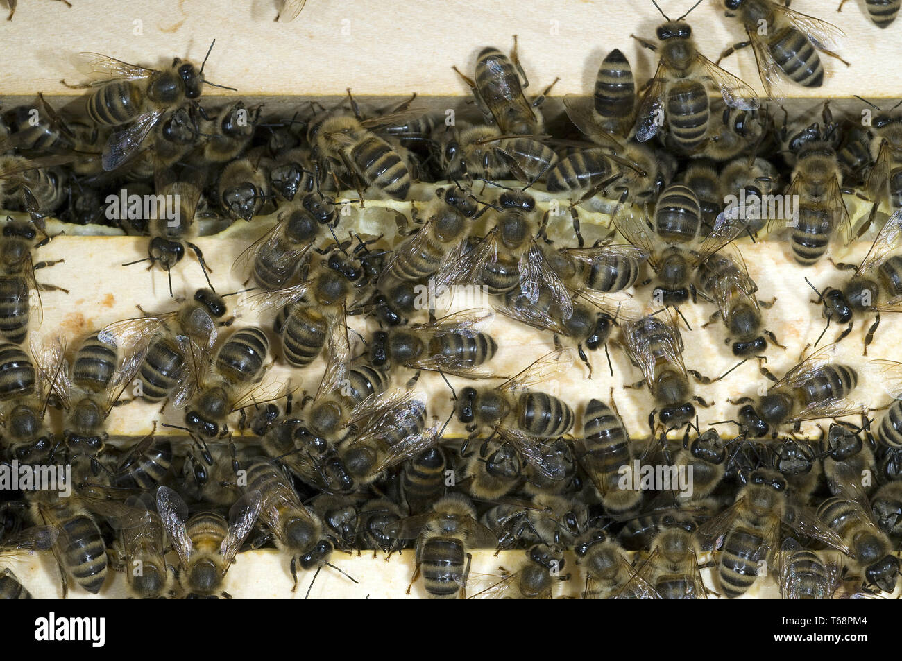 honey bees (Apis mellifica) at the Beehive Stock Photo - Alamy