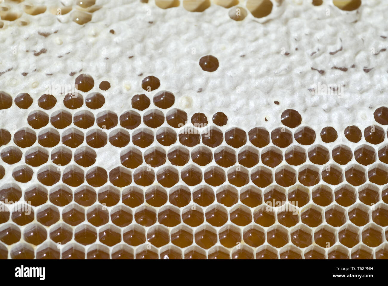 Nectar col hi-res stock photography and images - Alamy