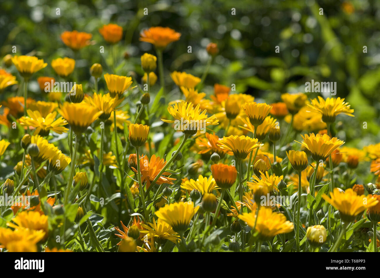 common marigold [Calendula officinalis] Stock Photo - Alamy
