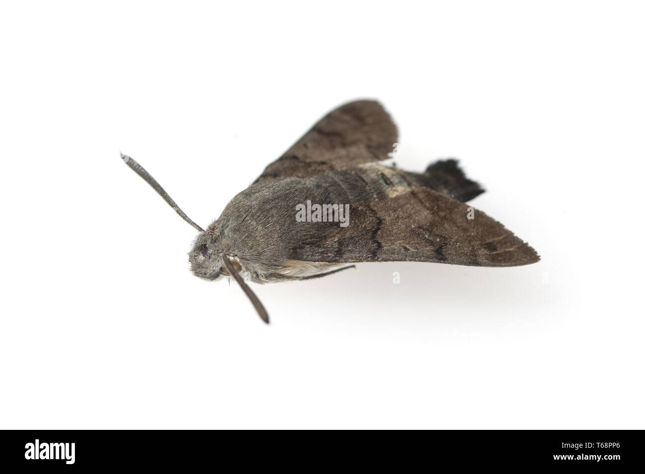 Hummingbird hawk moth proboscis Cut Out Stock Images & Pictures - Alamy