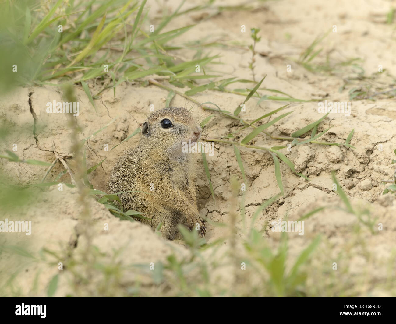 European Ground Squirrel, Gopher, genus Spermophilus, Austria Stock ...