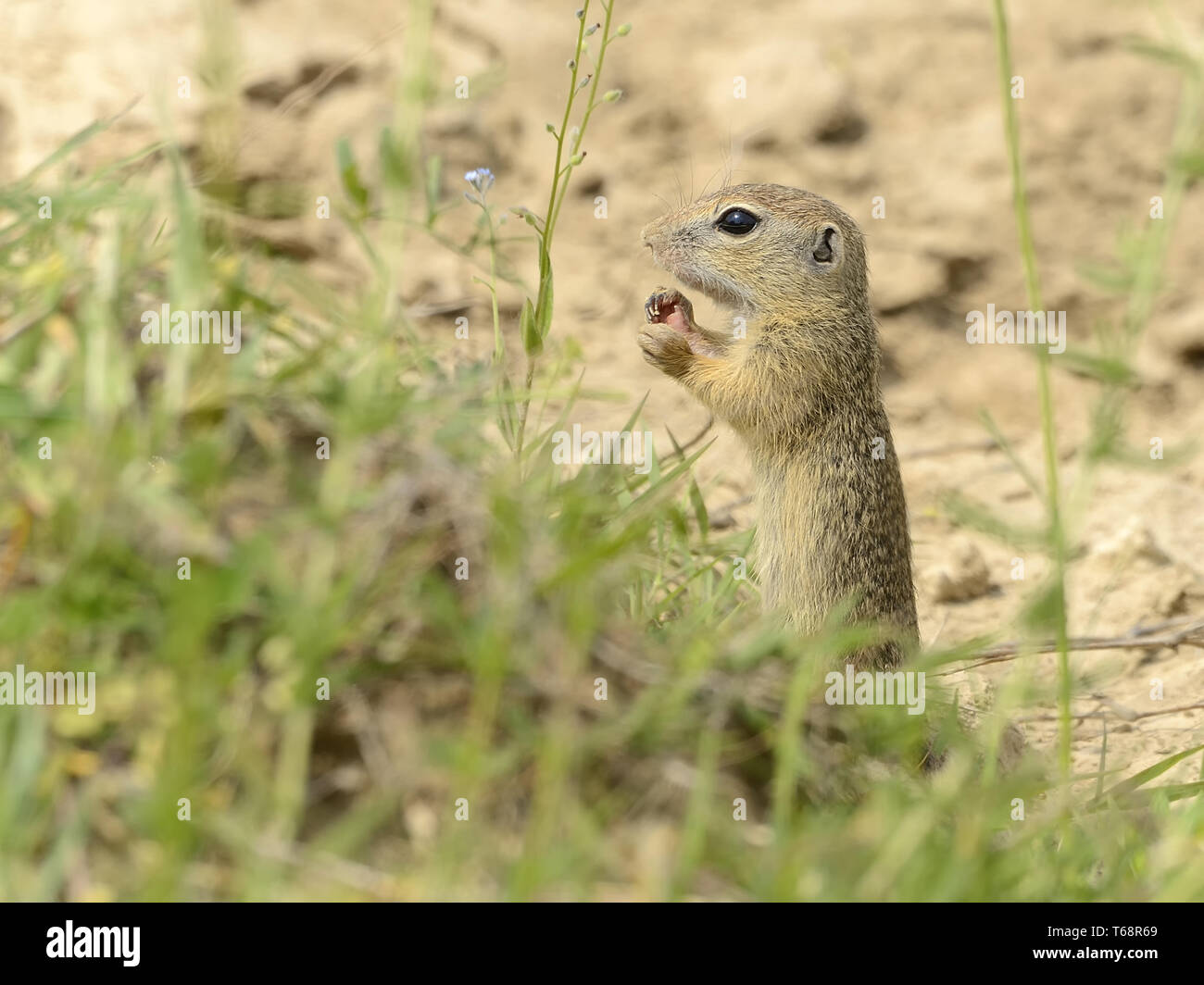 European Ground Squirrel, Gopher, genus Spermophilus, Austria Stock ...