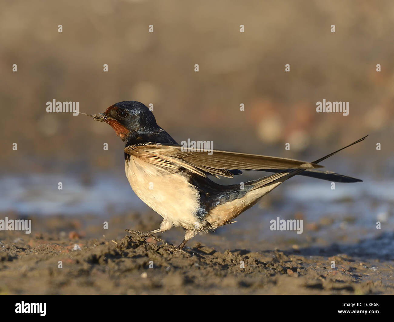 eurasian barn swallow, Hirundo rustica Stock Photo - Alamy