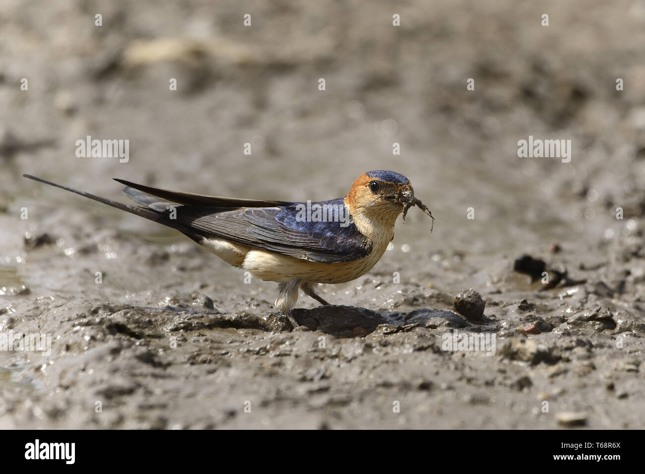 Red-rumped swallow, Cecropis daurica, Hirundo daurica, Europe Stock ...