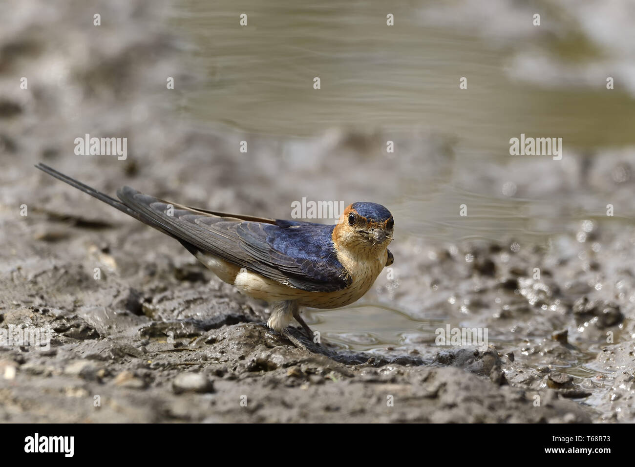 Red-rumped swallow, Cecropis daurica, Hirundo daurica, Europe Stock ...