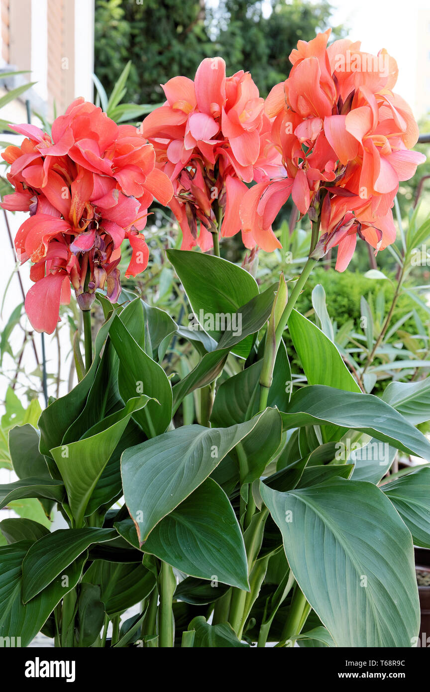 Canna canna indica hi-res stock photography and images - Alamy