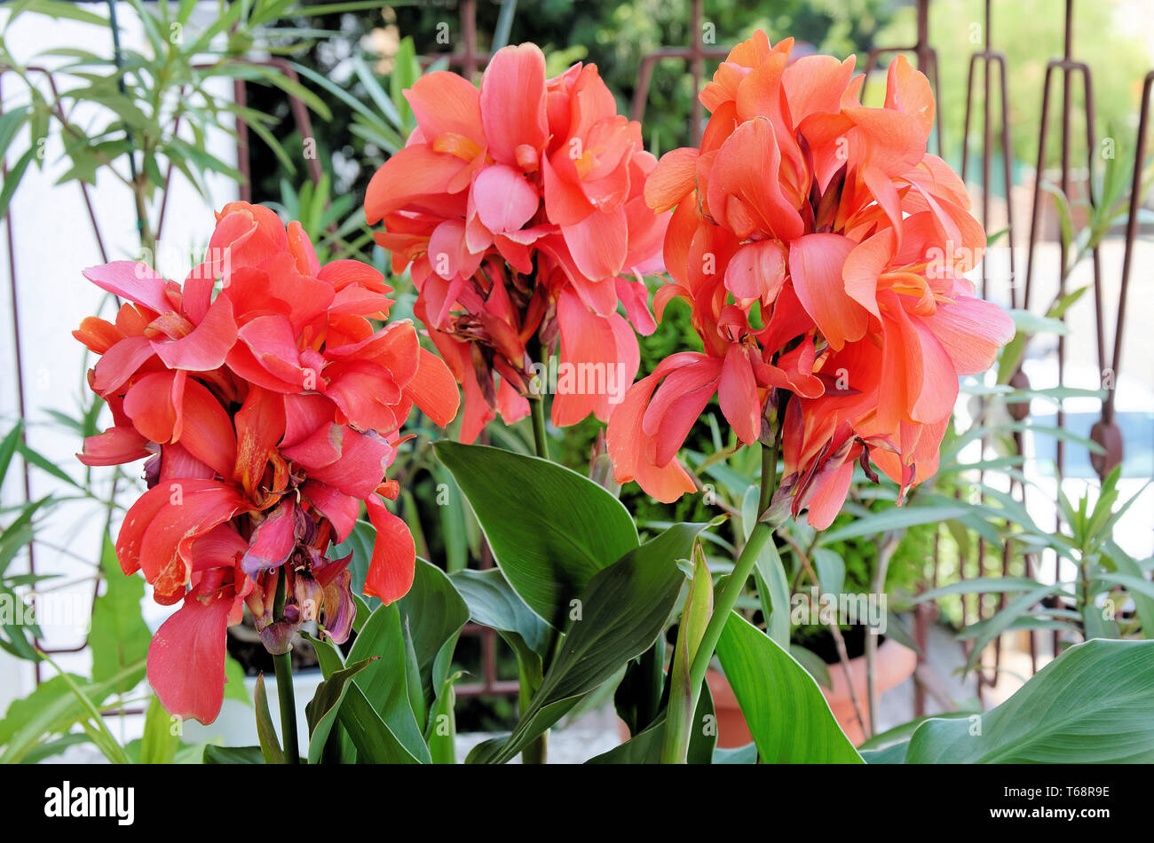 Canna canna indica hi-res stock photography and images - Alamy