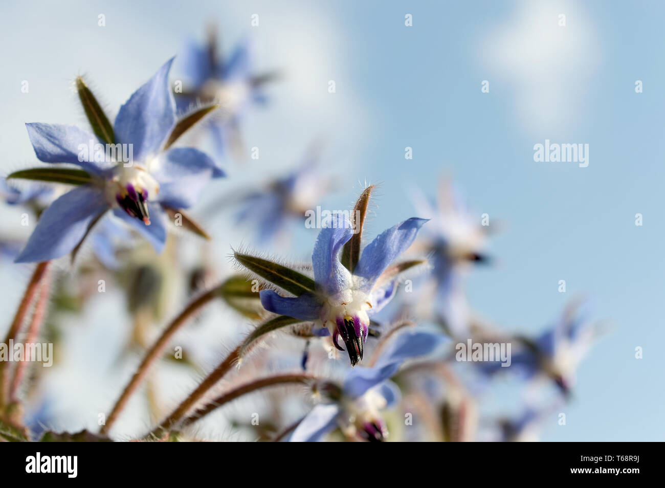 Borage, starflower (Borago officinalis Stock Photo - Alamy