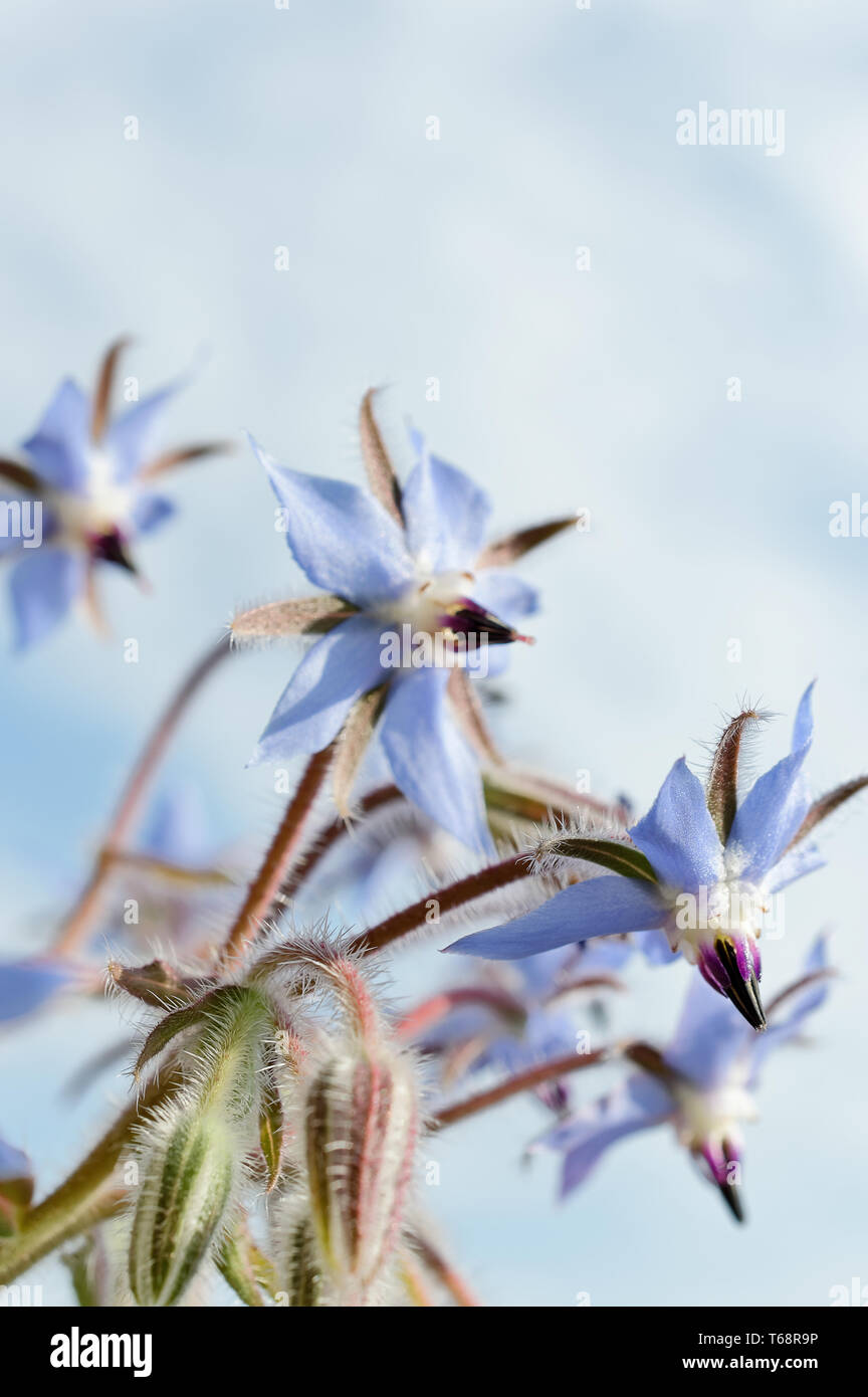 Borage, starflower (Borago officinalis Stock Photo - Alamy