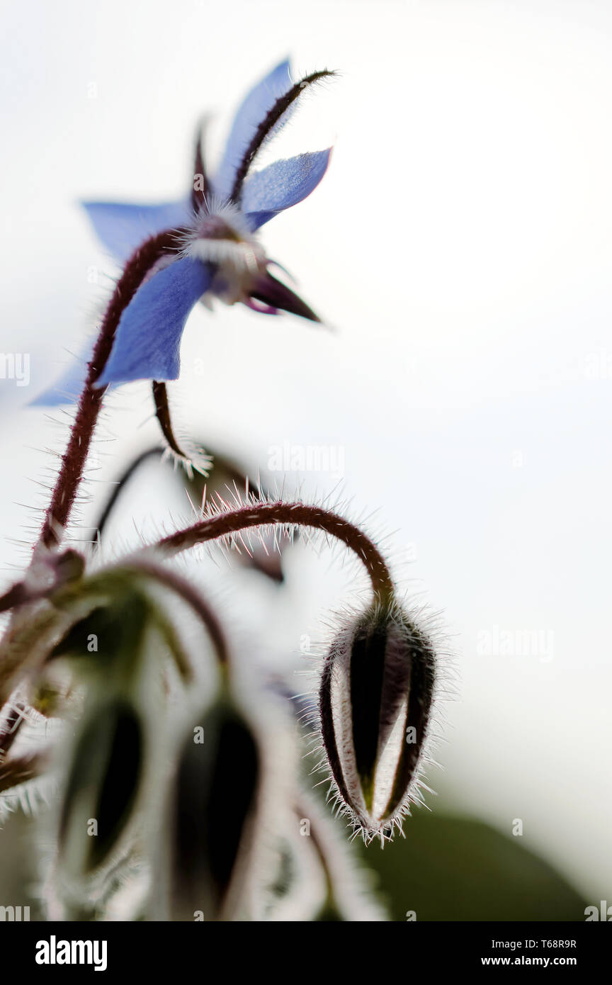 Borage, starflower (Borago officinalis Stock Photo - Alamy