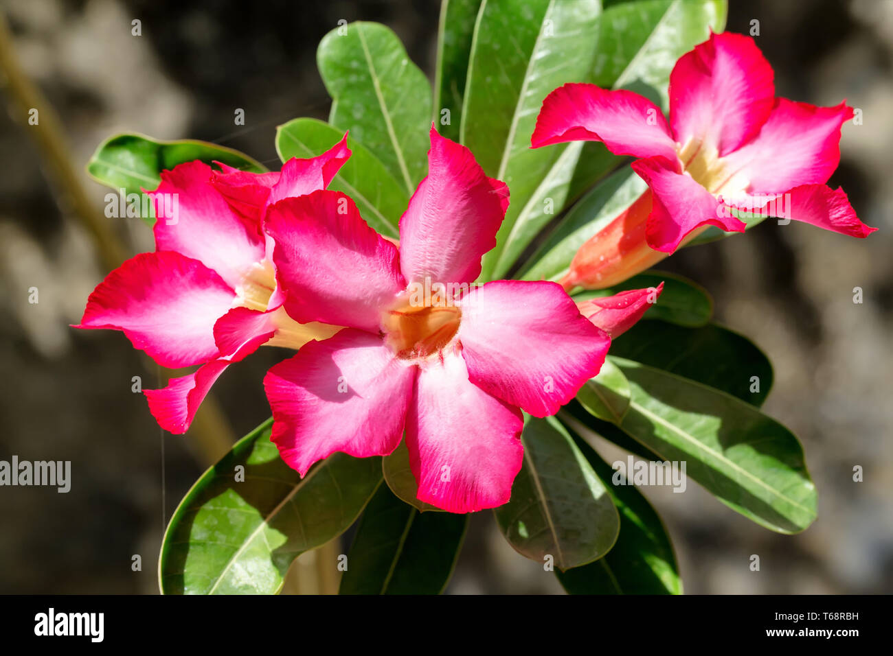 beautiful red Adenium flowers Stock Photo - Alamy
