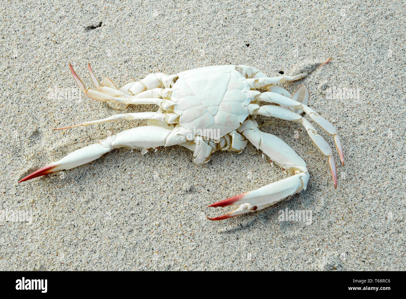 White crab hi-res stock photography and images - Alamy