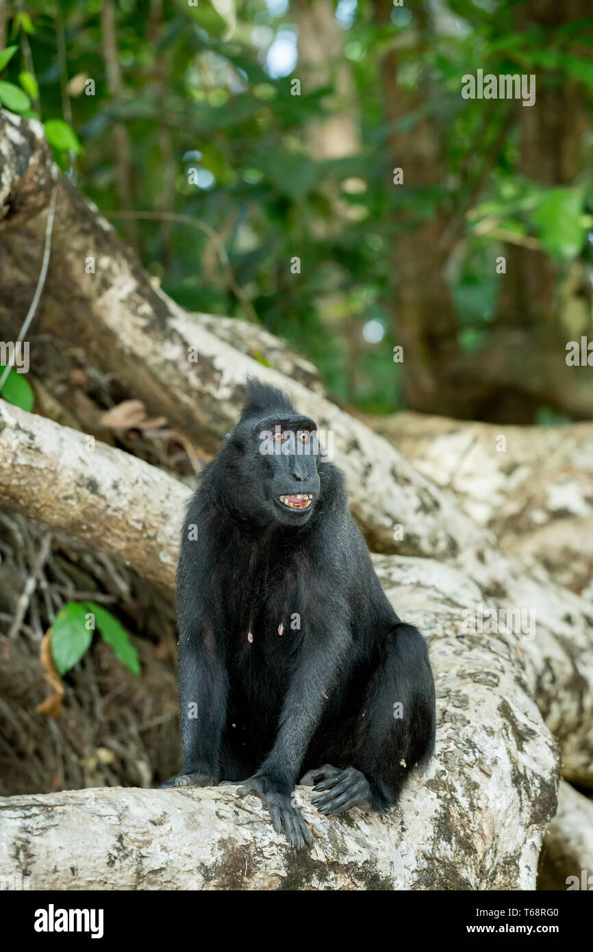 portrait of Celebes crested macaque, Sulawesi, Indonesia Stock Photo ...