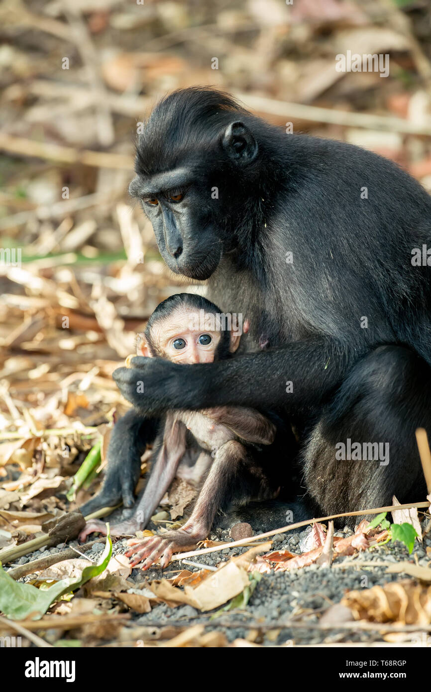 portrait of Celebes crested macaque, Sulawesi, Indonesia Stock Photo ...