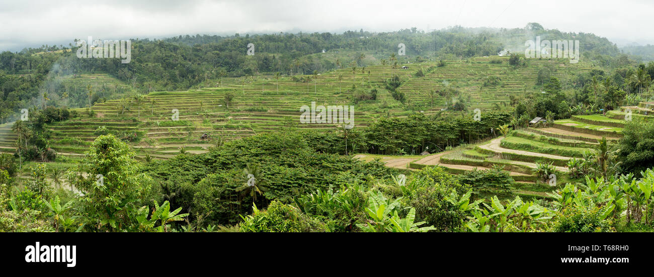 Rice terraced paddy fields in central Bali, Indonesia Stock Photo - Alamy