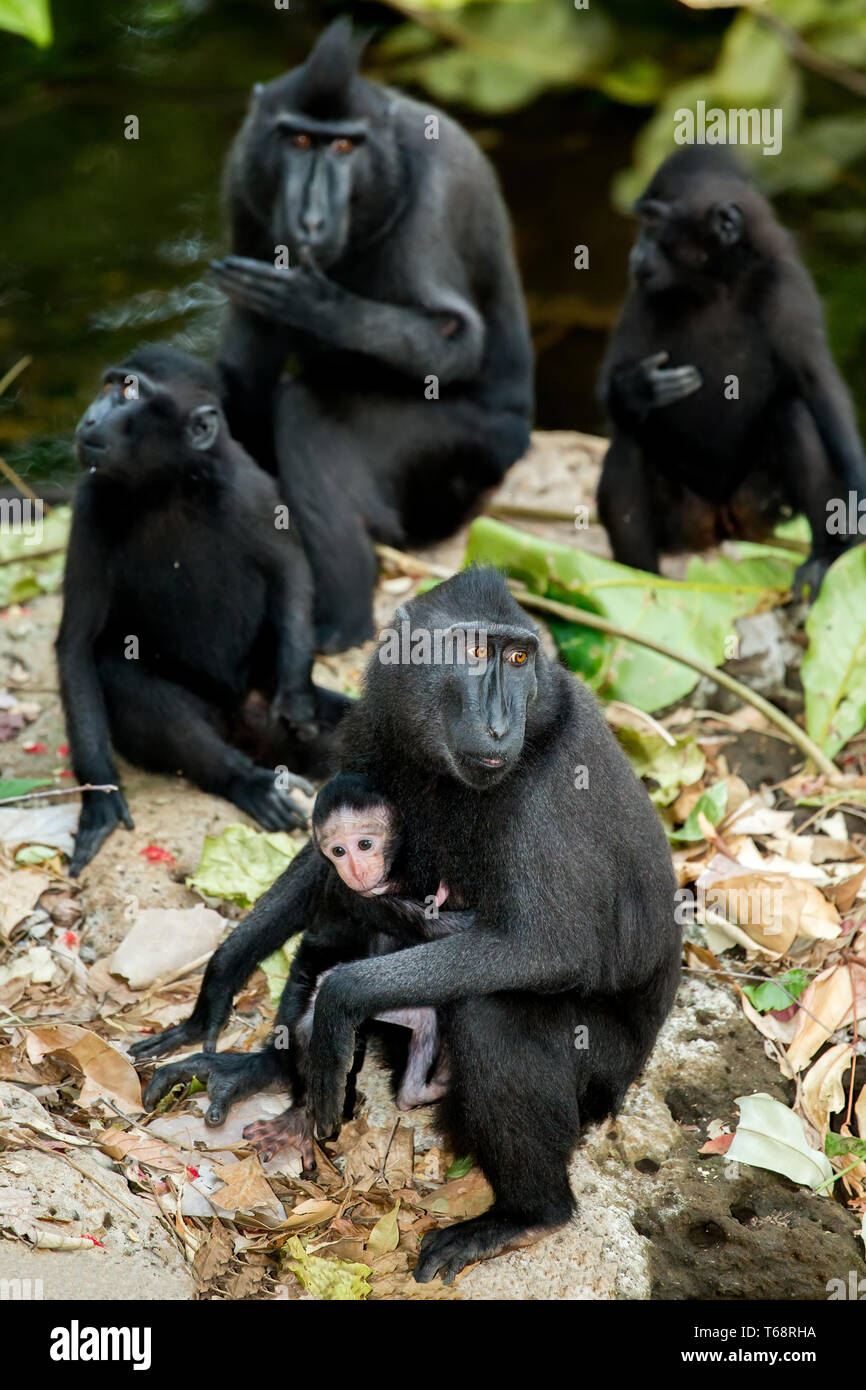 portrait of Celebes crested macaque, Sulawesi, Indonesia Stock Photo ...