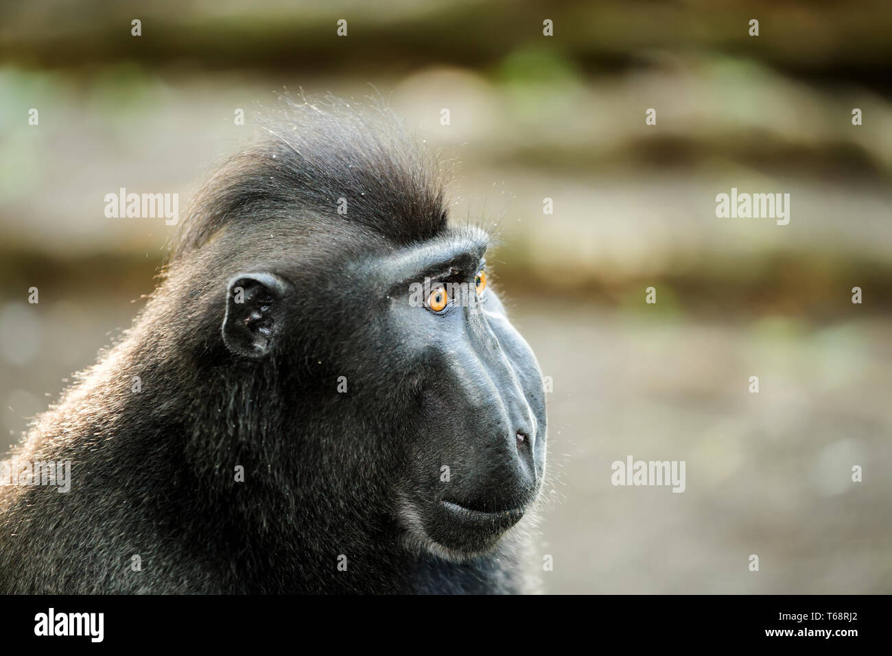 portrait of Celebes crested macaque, Sulawesi, Indonesia Stock Photo ...