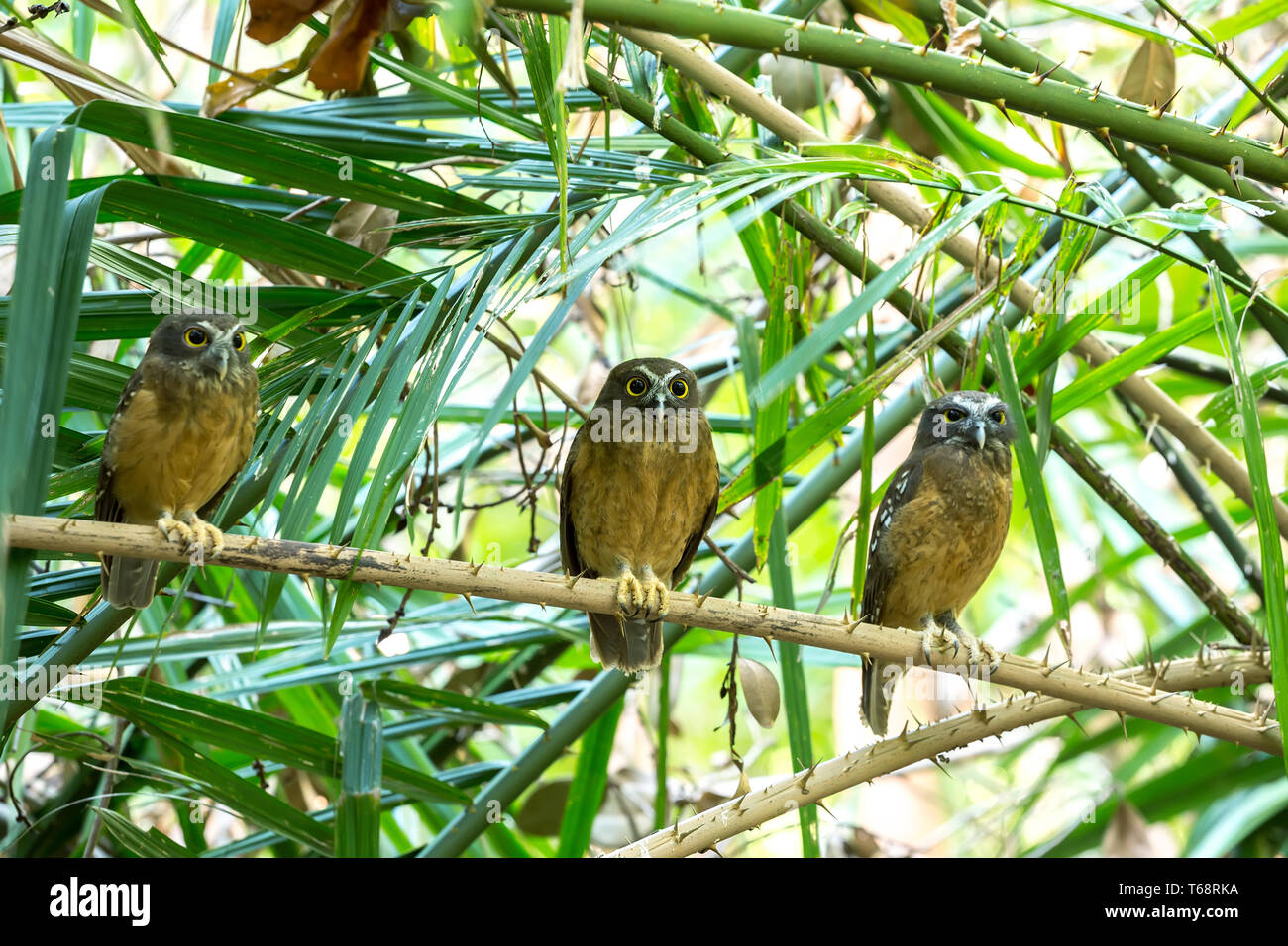 Ochre-bellied Boobook (Ninox ochracea) in Sulawesi Stock Photo - Alamy