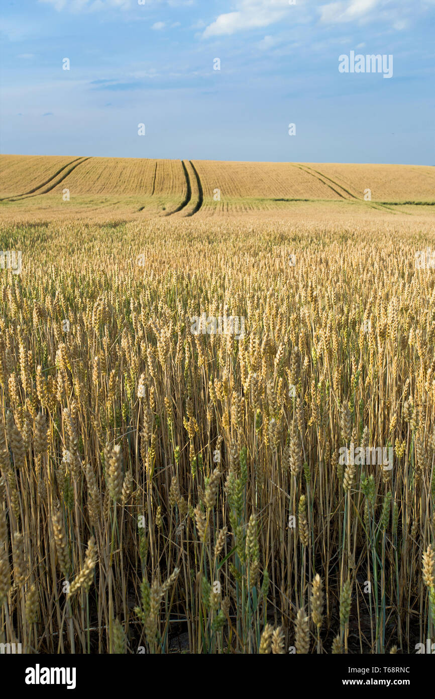 golden wheat field in summer Stock Photo - Alamy