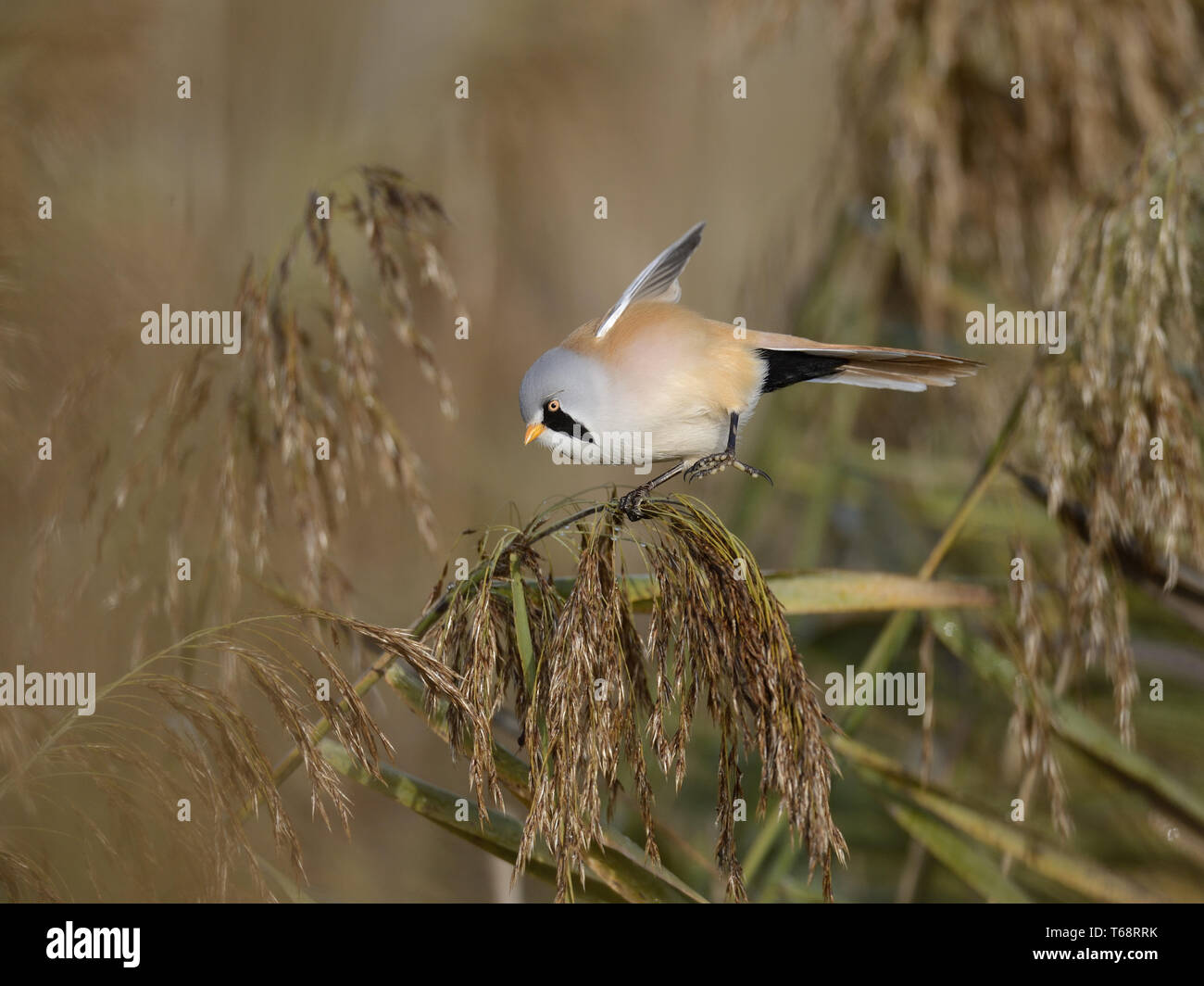 Bearded Reedling, Panurus biarmicus Stock Photo - Alamy