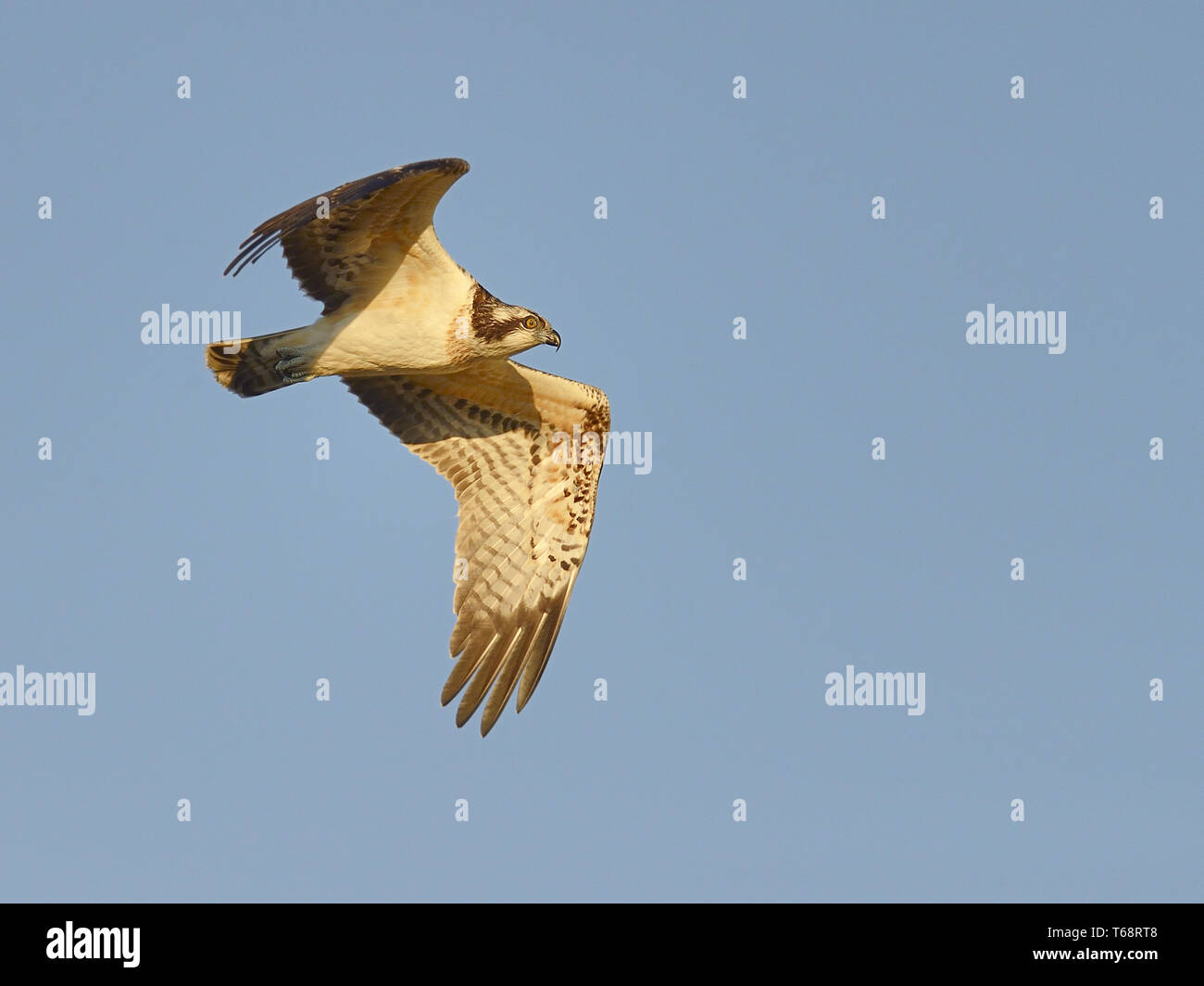 Osprey, seahawk, Pandion haliaetus, fish eagle, Europe Stock Photo - Alamy