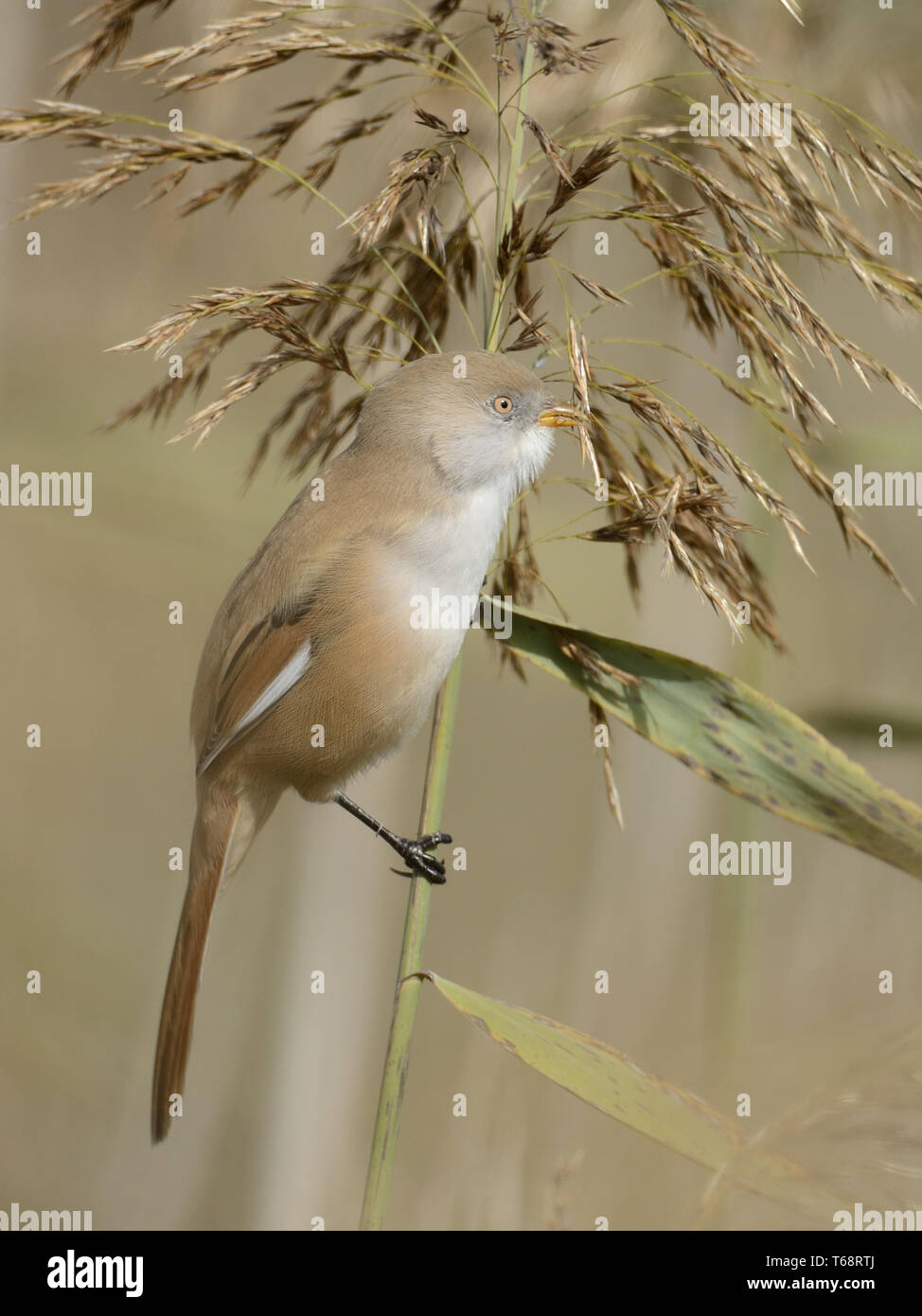 Bearded Reedling, Panurus biarmicus Stock Photo - Alamy
