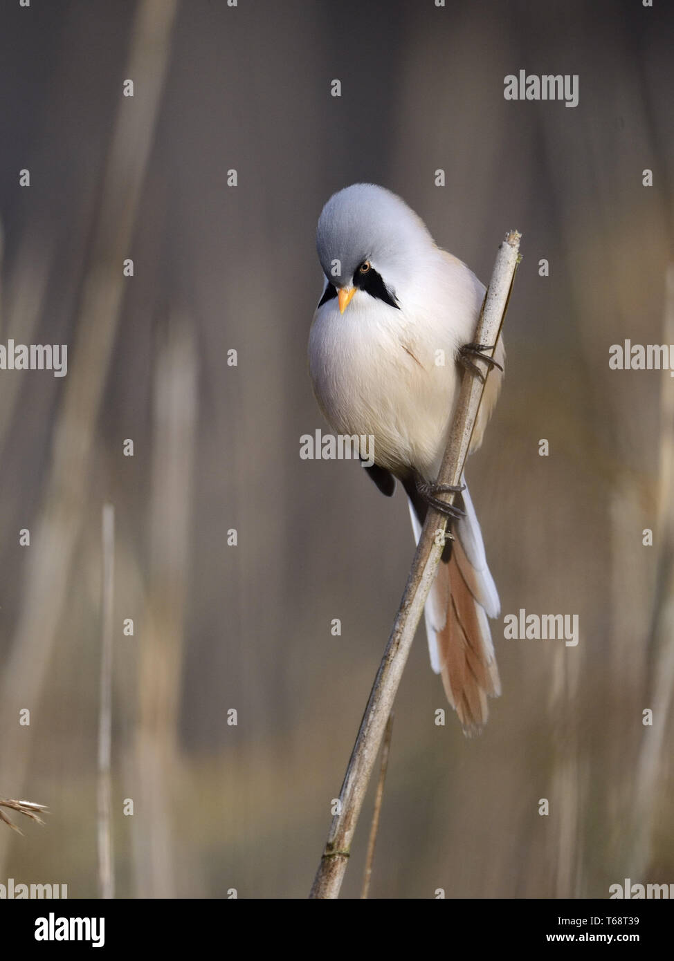 Bearded Reedling, Panurus biarmicus Stock Photo - Alamy