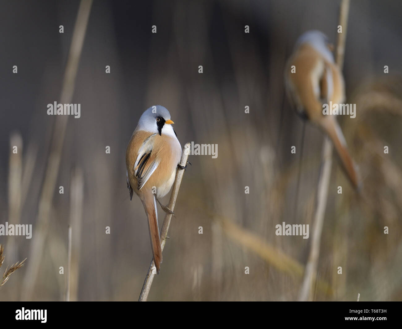 Bearded Reedling, Panurus biarmicus Stock Photo - Alamy