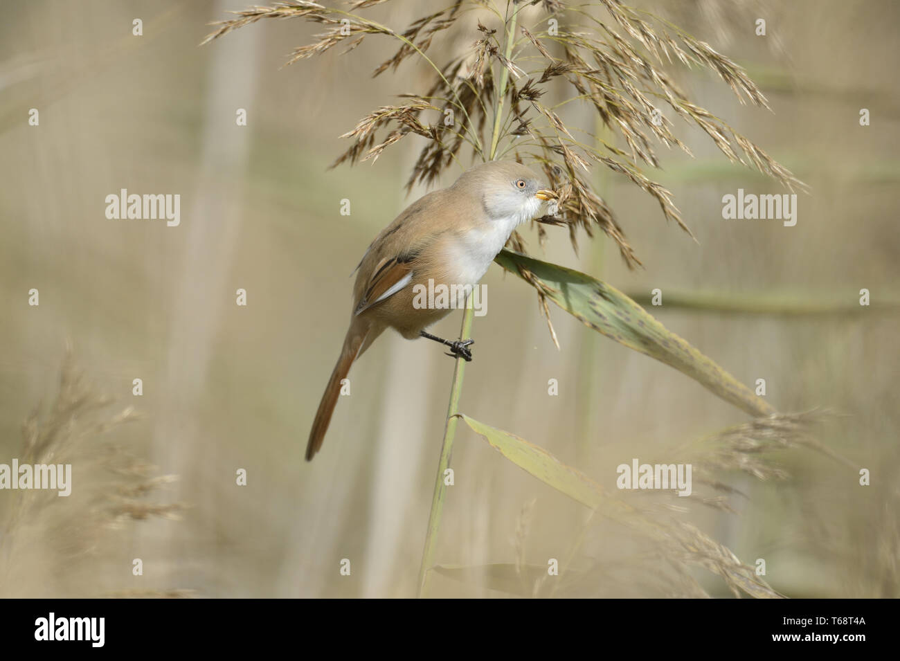 Bearded Reedling, Panurus biarmicus Stock Photo - Alamy