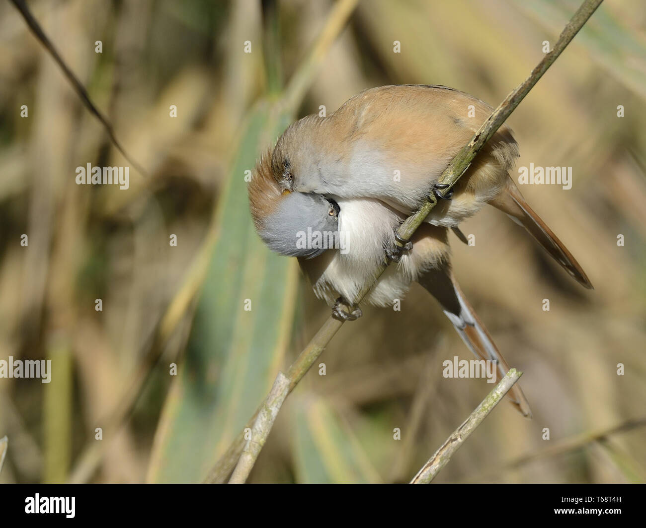 Bearded Reedling, Panurus biarmicus Stock Photo - Alamy