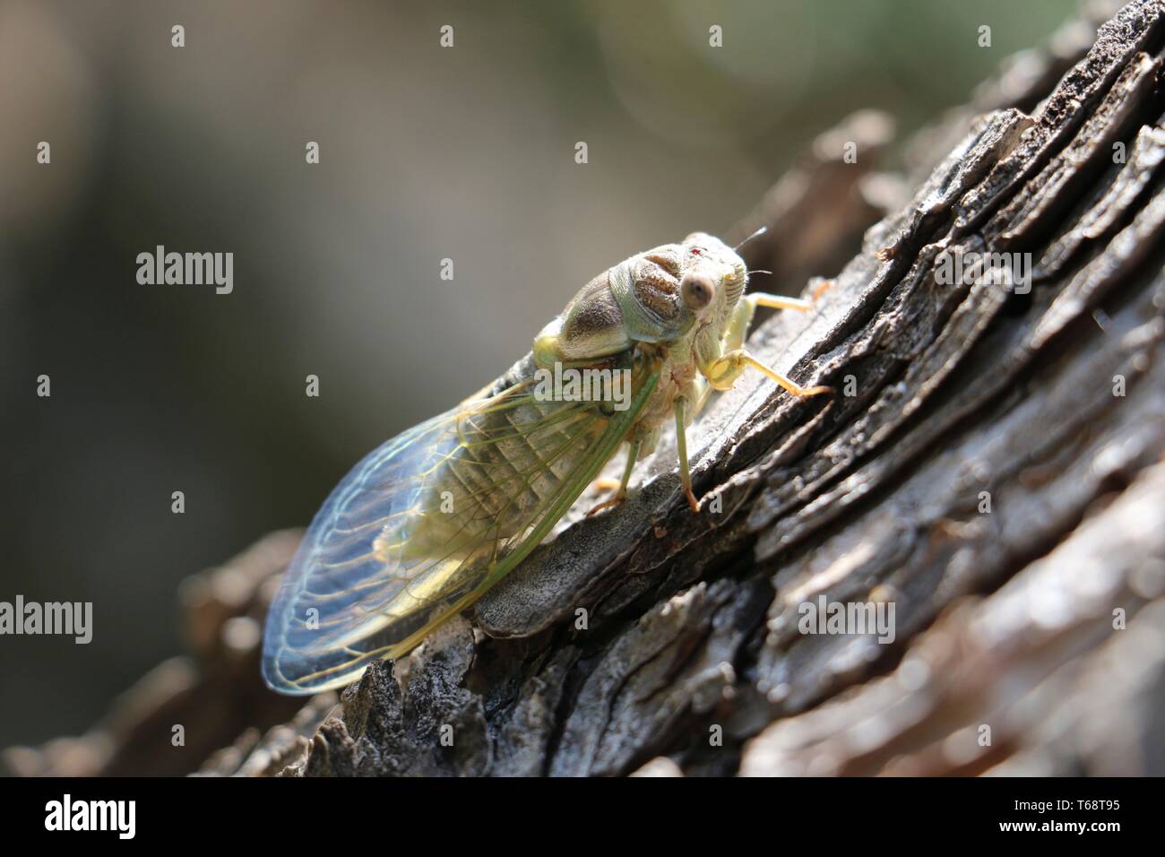 South of France - After several years underground, this cicada has ...