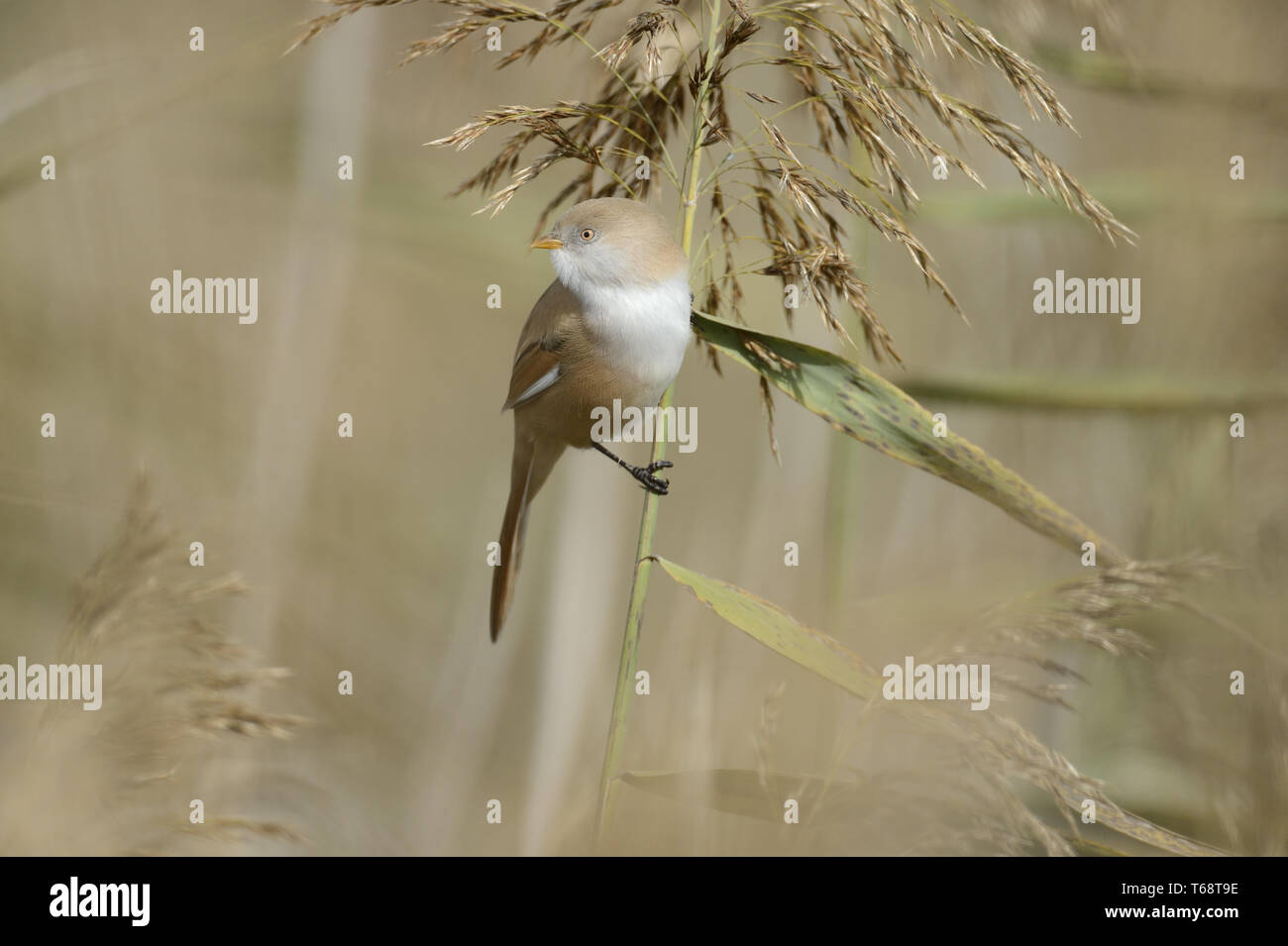 Bearded Reedling, Panurus biarmicus Stock Photo - Alamy